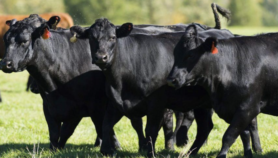 Best meat quality, most economical cattle ‘finishing’ diet has more ...