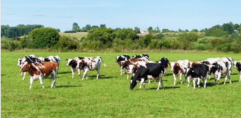 The UAE’s first-of-its-kind organic dairy farm in Sharjah raises ...