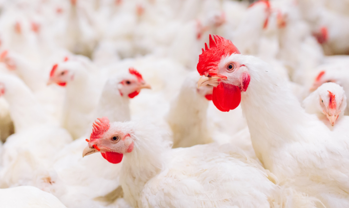 Chicken meat: Global Production & Export - Poultry & Livestock Middle ...