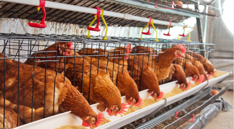 Poultry Production- UAE - Poultry & Livestock Middle East and Africa