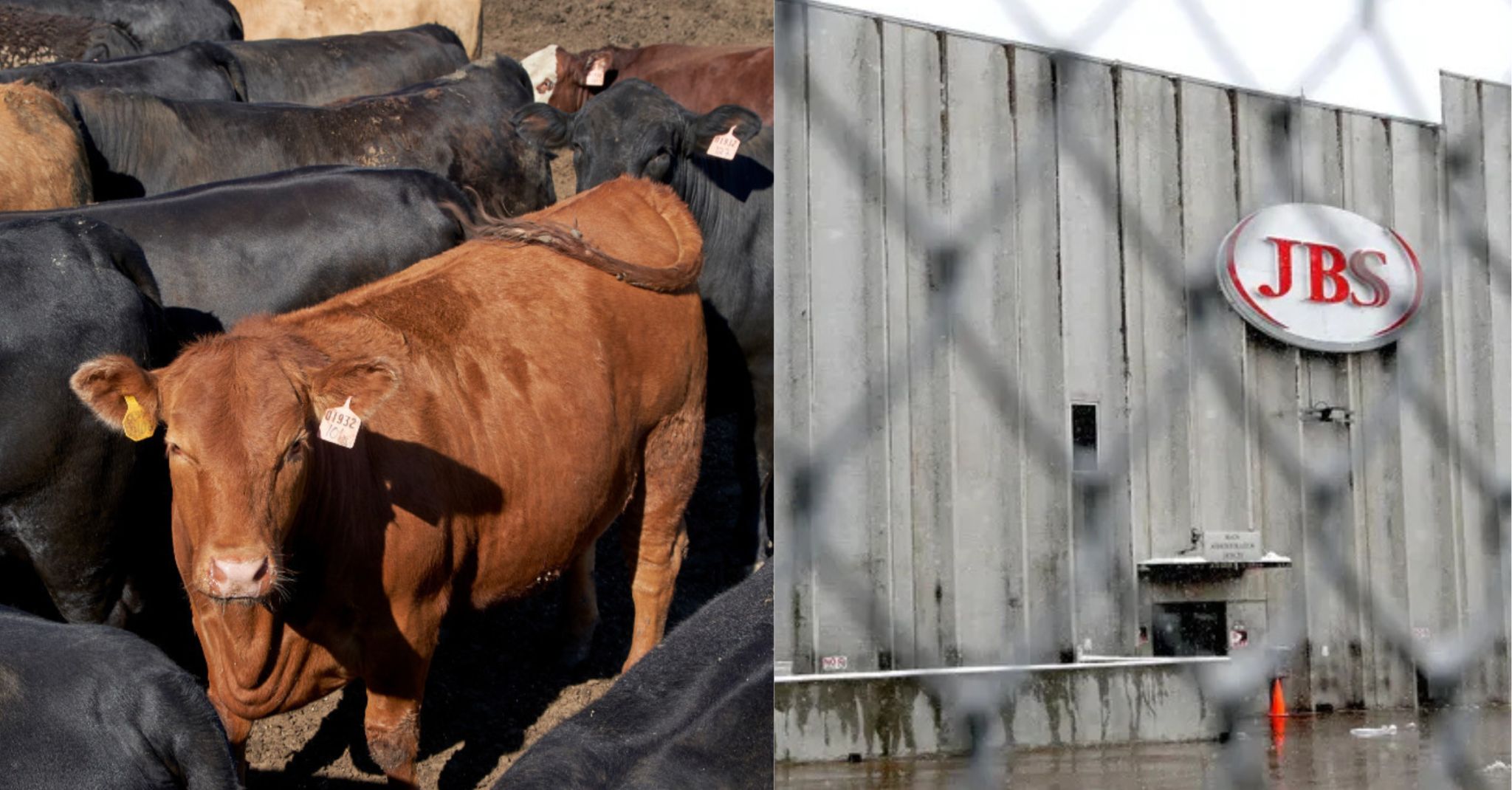 Rising Poultry Profits Offset Weak Beef Performance at JBS Amid Cattle ...
